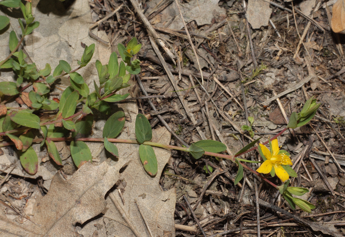 Hypericaceae
