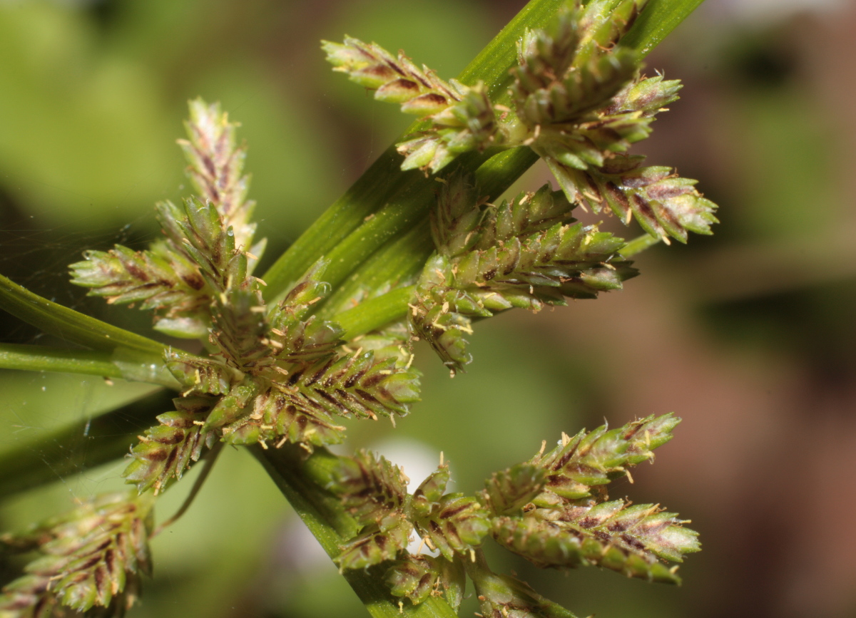 Pycreus flavescens (L.) Rchb.
