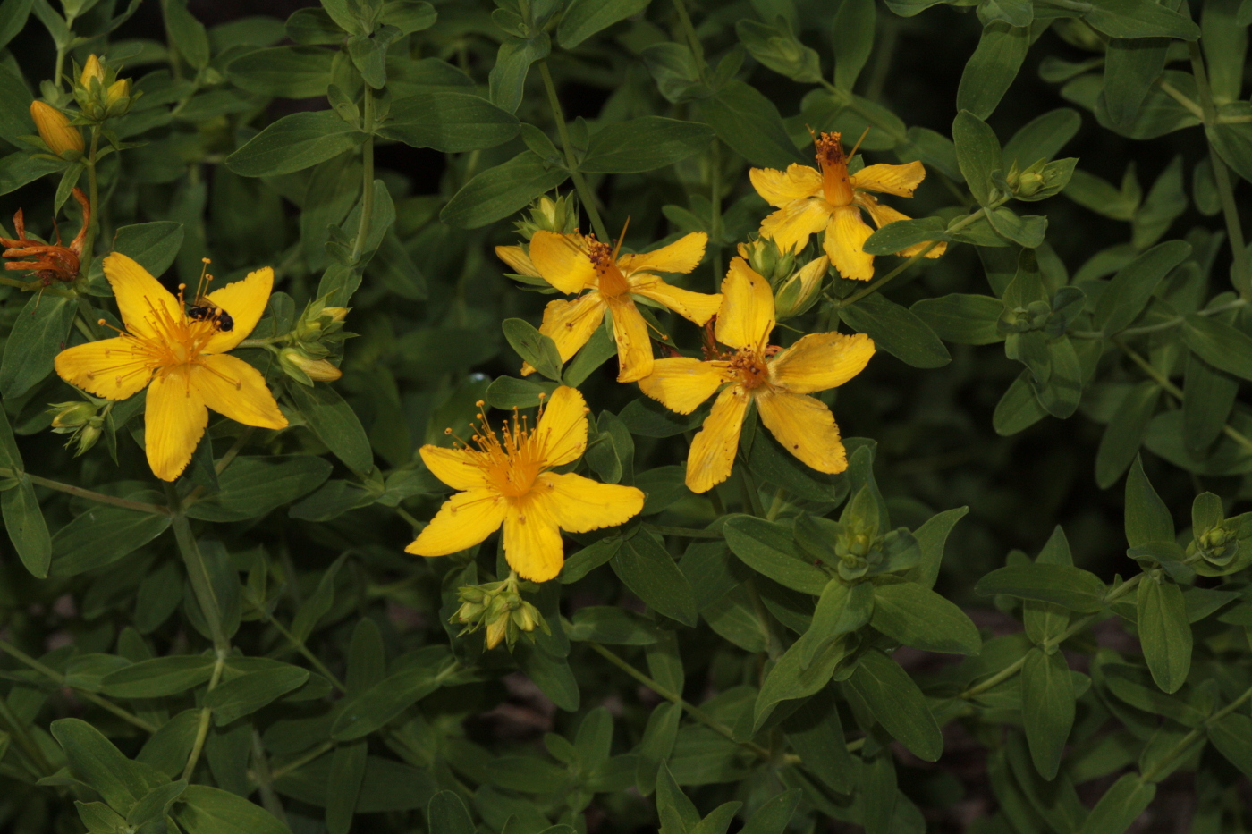 Hypericaceae