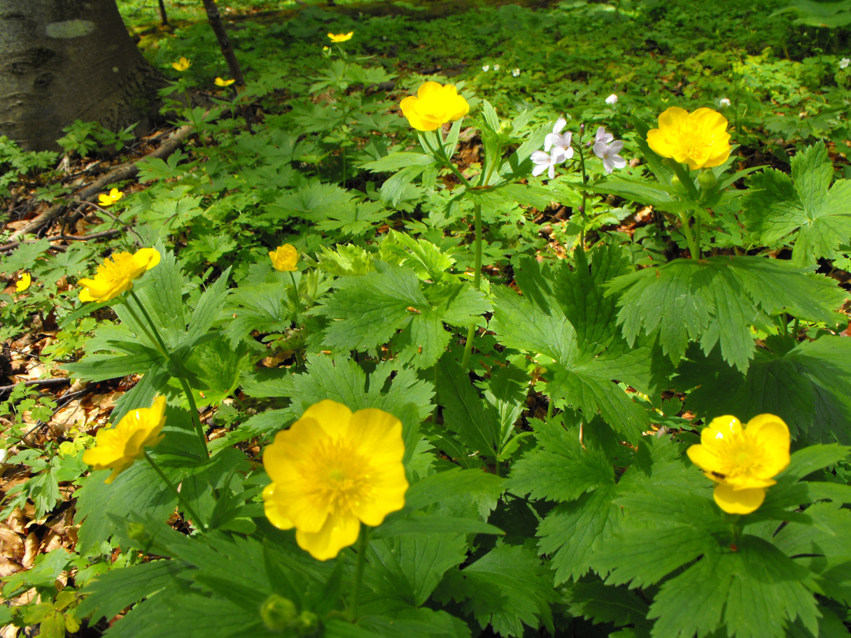 Ranunculus carpaticus Herbich
