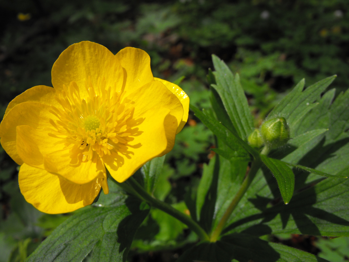 Ranunculus carpaticus Herbich